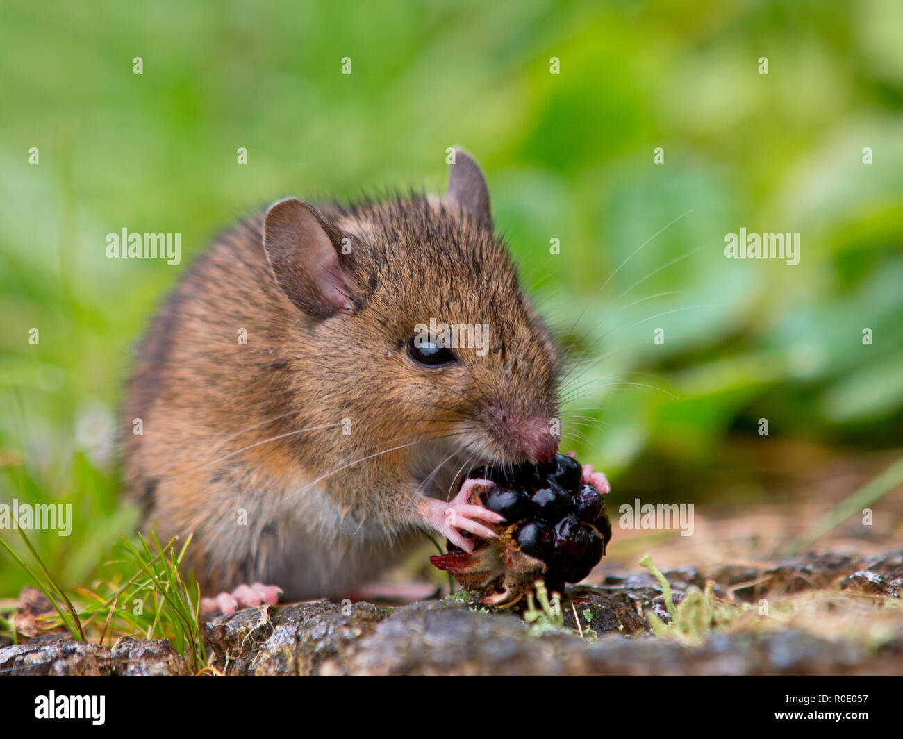 Wild mouse eating raspberry Stock Photo - Alamy