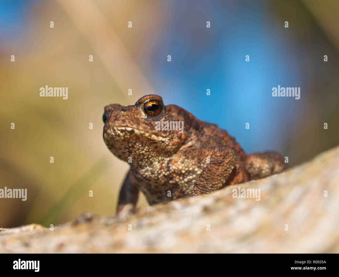 Common toad Bufo Bufo on log with beatiful background Stock Photo - Alamy
