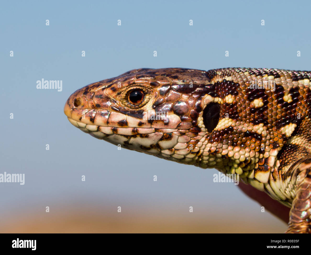 Side portrait lizard hi-res stock photography and images - Alamy