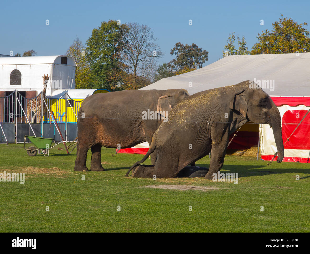 Circus animals are waiting for the show Stock Photo - Alamy