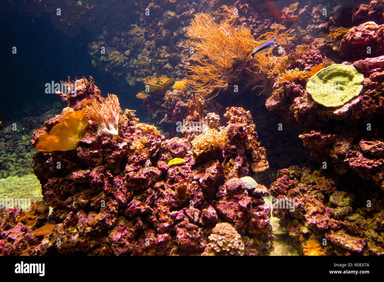 Red coral reef with tropical fish Stock Photo - Alamy
