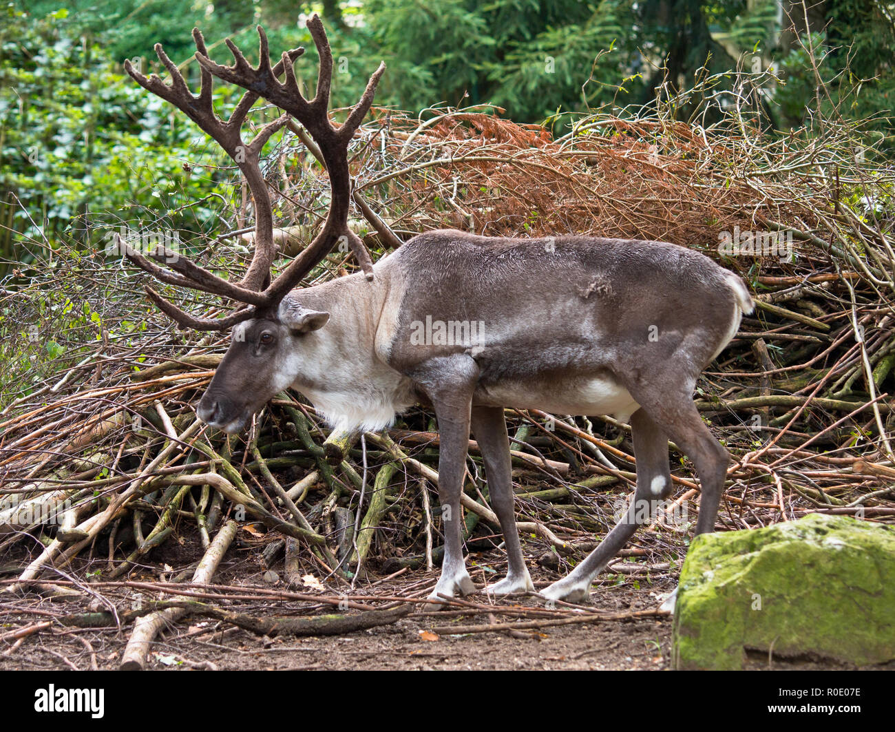 Male reindeer with large antlers in natural habitat Stock Photo - Alamy