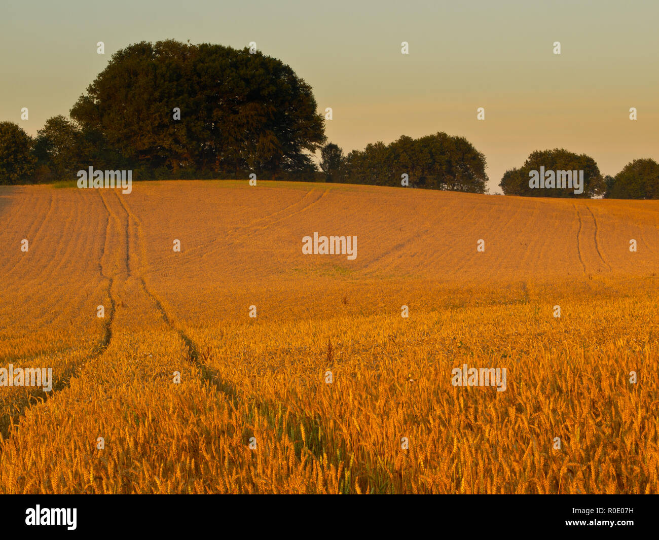 Field of grain during sunrise Stock Photo - Alamy