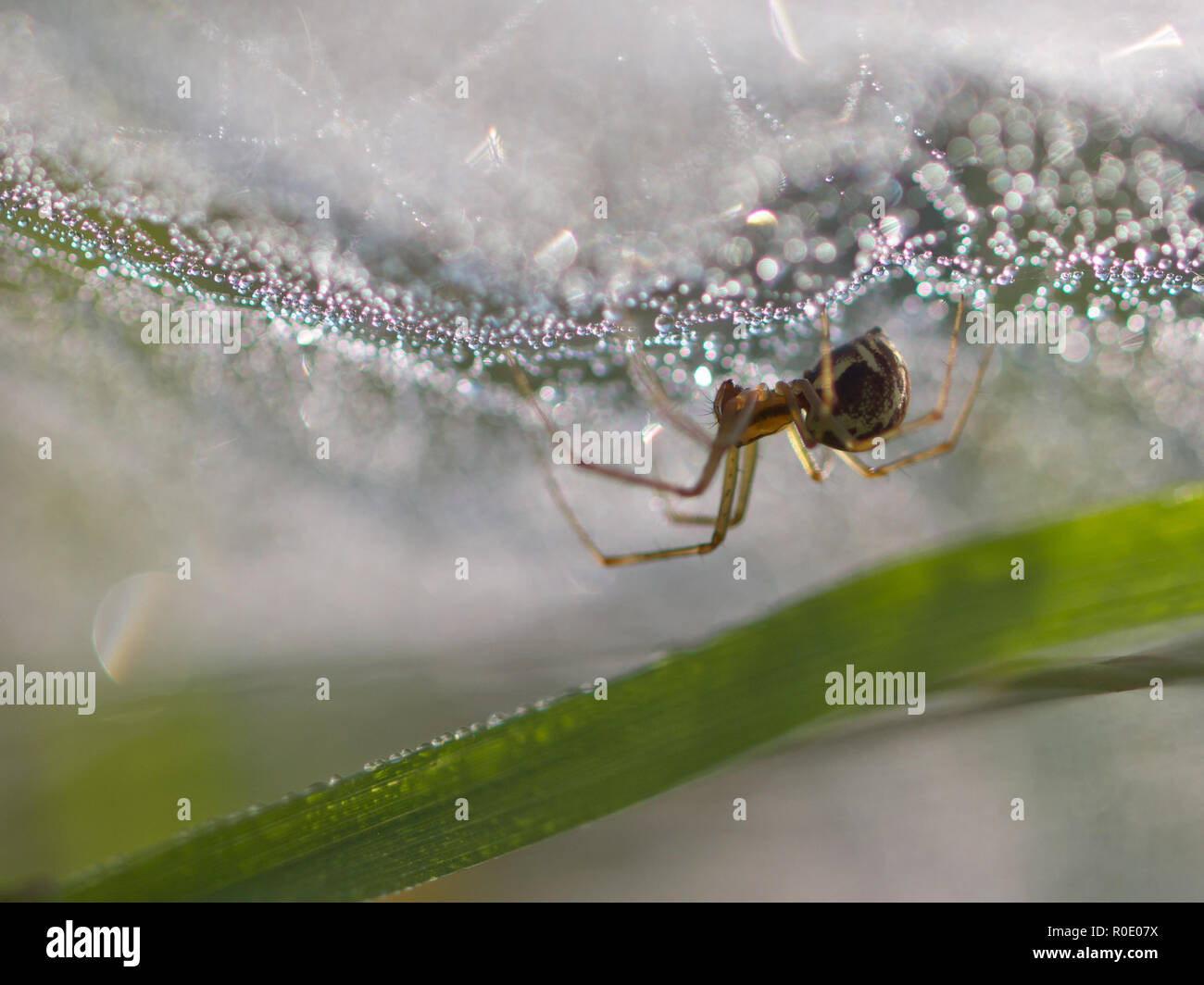 spider in moistureous web Stock Photo - Alamy