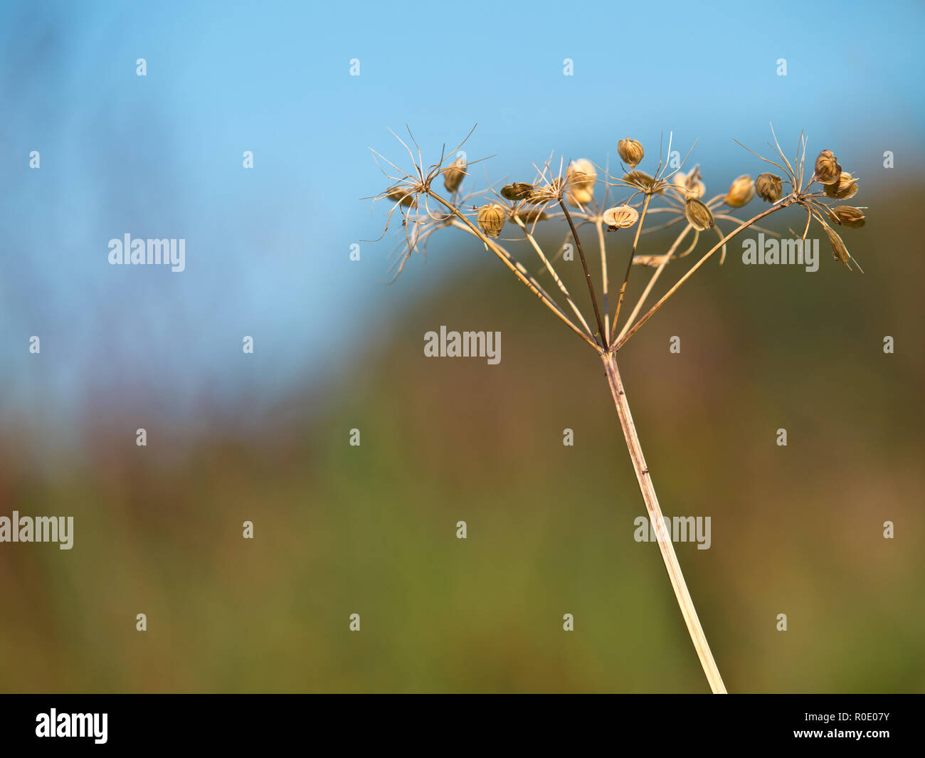 Dead flower field hi-res stock photography and images - Alamy