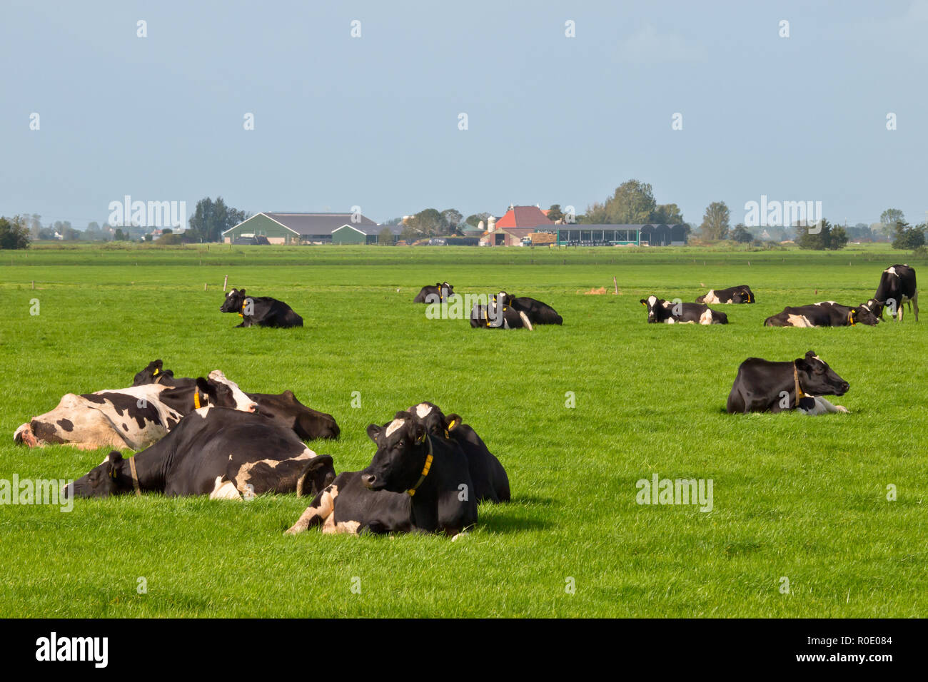 Dutch landscape farmland cattle hi-res stock photography and images - Alamy