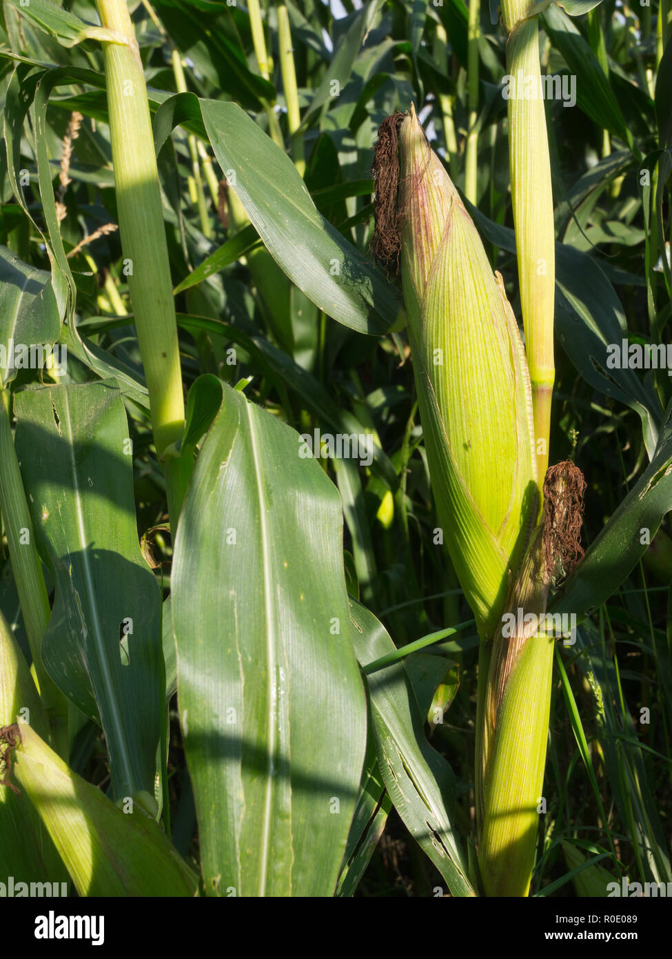 corn cluster on a field Stock Photo - Alamy