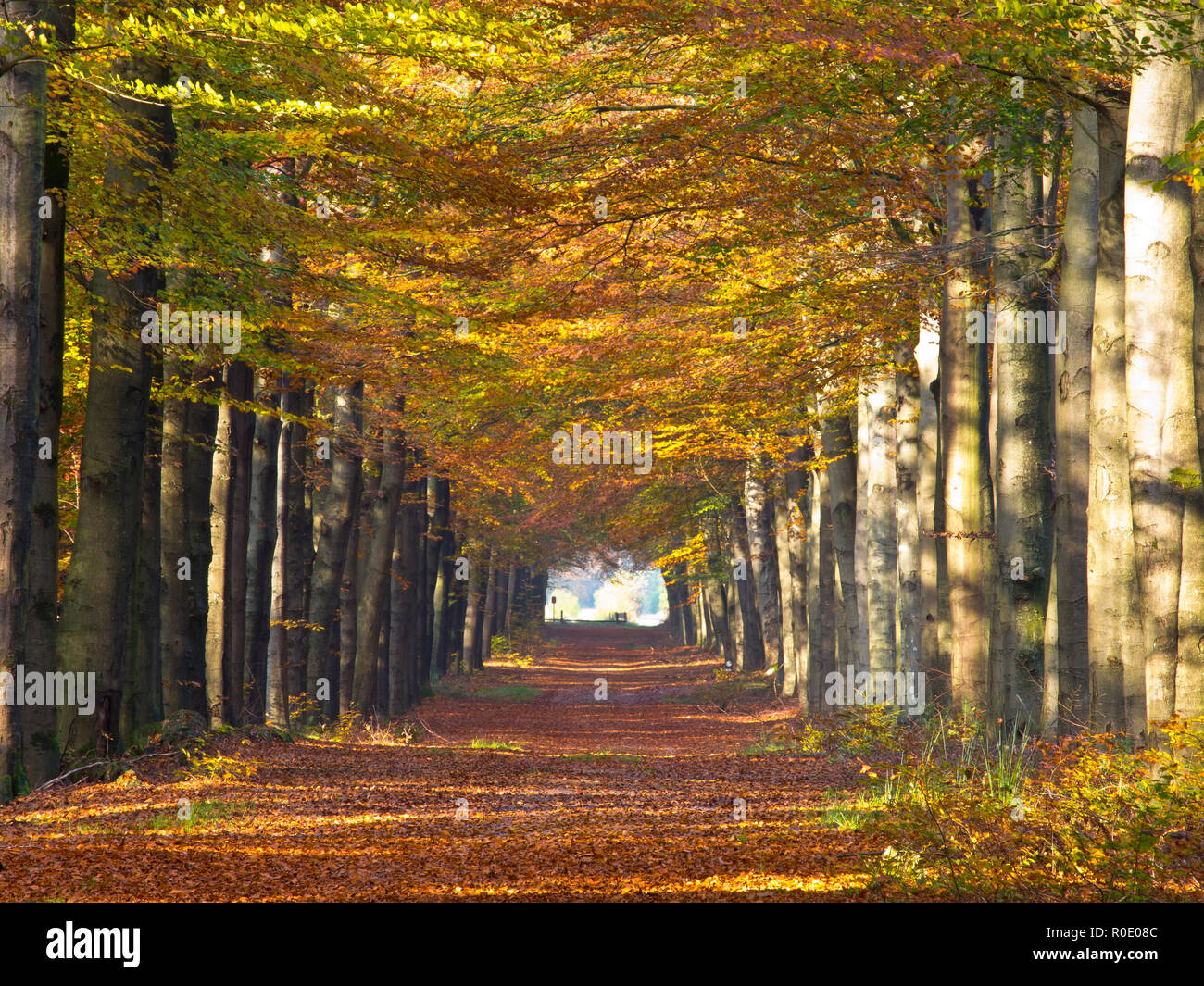 Collage lane hi-res stock photography and images - Alamy