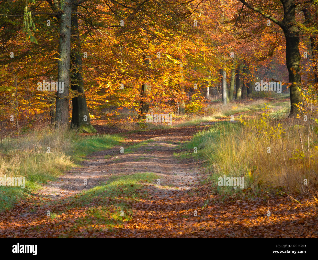 Collage lane hi-res stock photography and images - Alamy