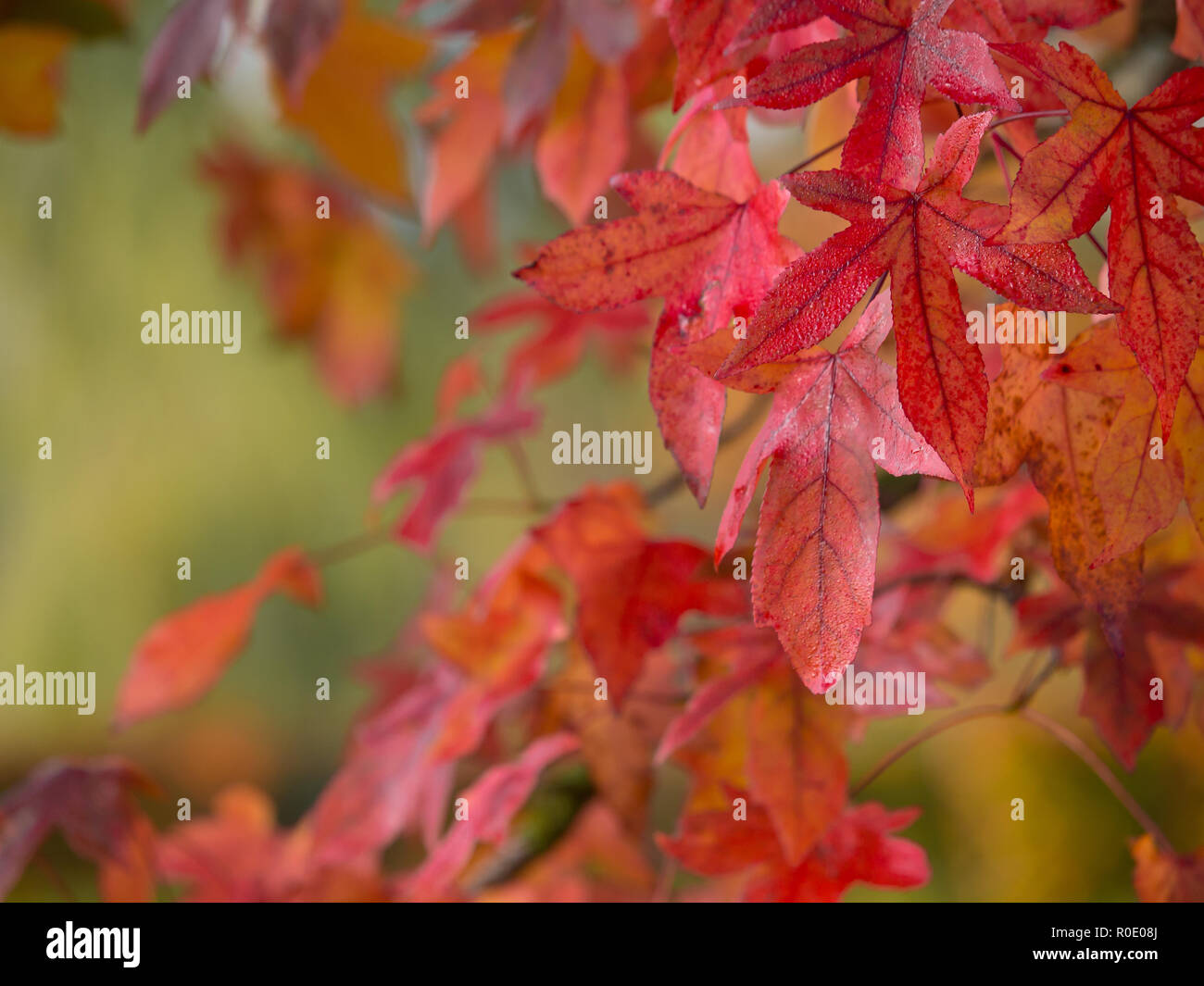 Red and orange maple leaves Stock Photo - Alamy