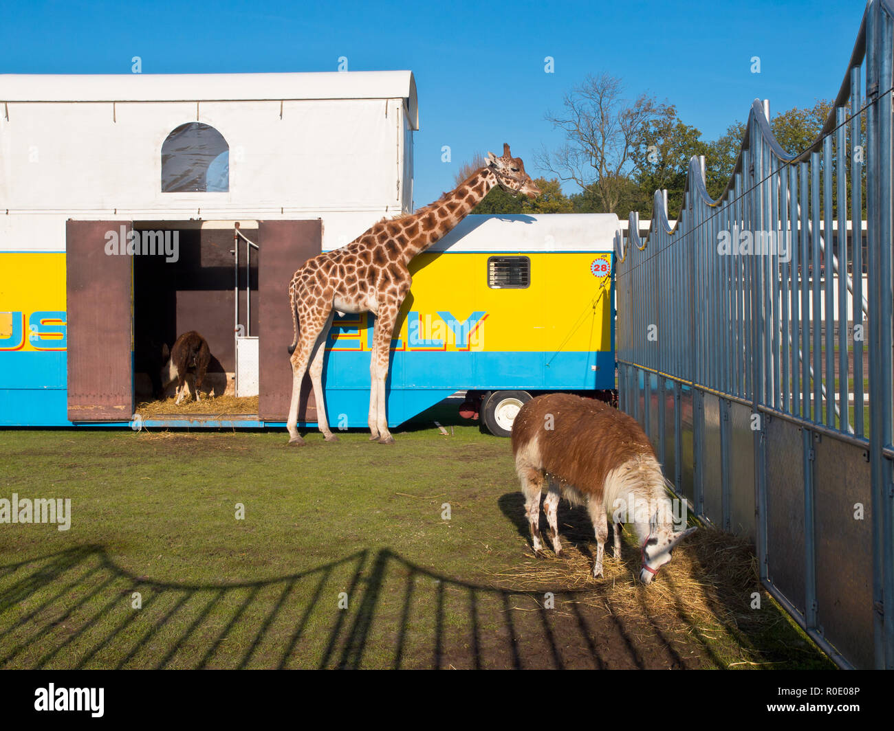 Circus animals in their inclosure Stock Photo - Alamy
