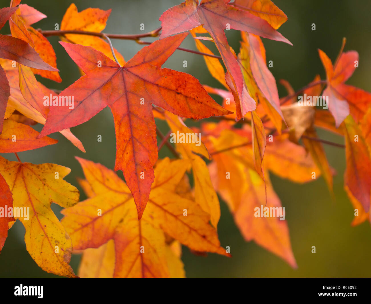 Vibrant leafs hi-res stock photography and images - Alamy