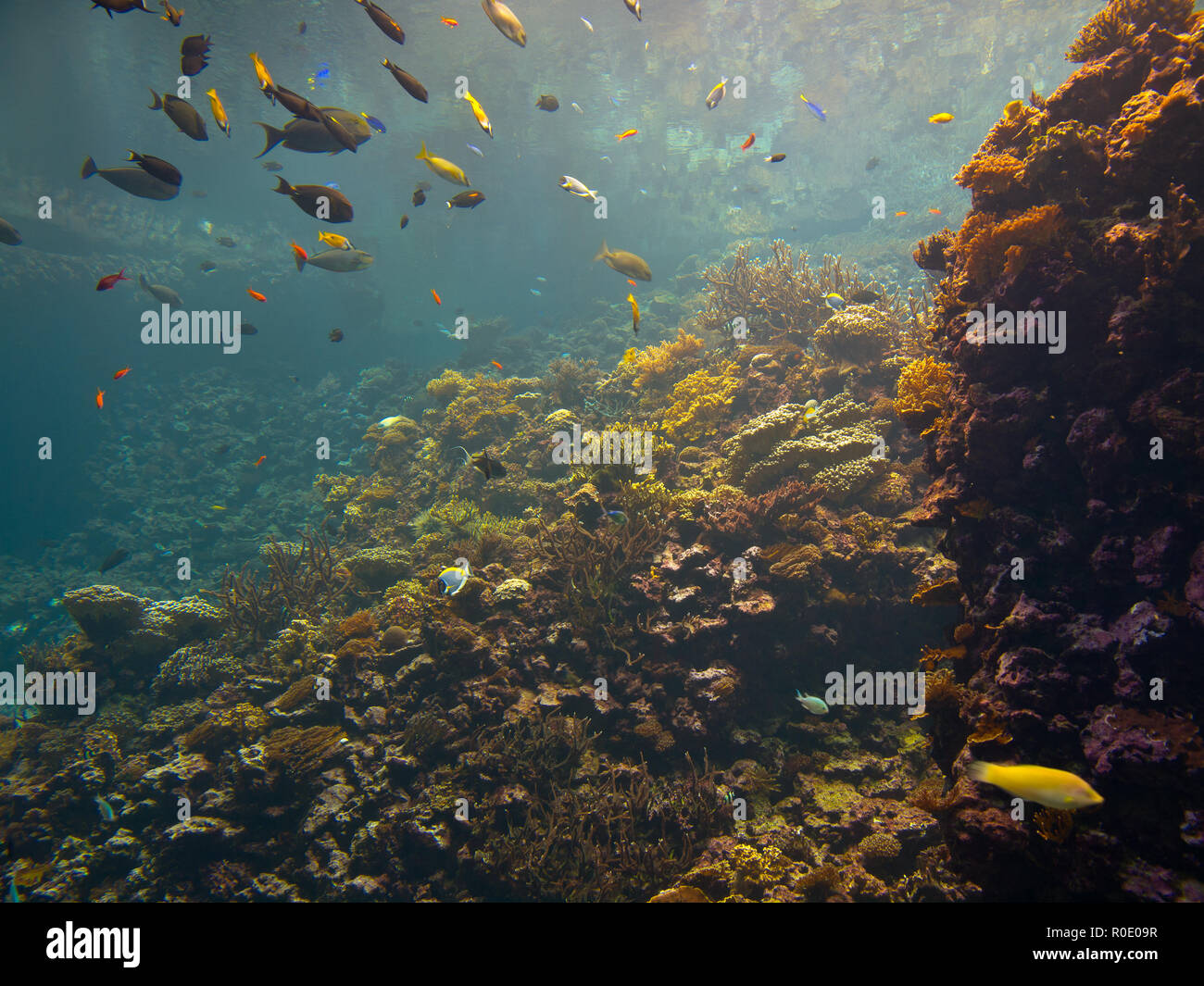 Colorful coral reef with tropical fish Stock Photo - Alamy