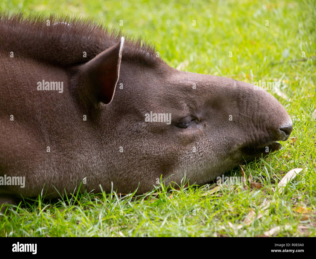 Portrait of sleeping tapir Stock Photo - Alamy