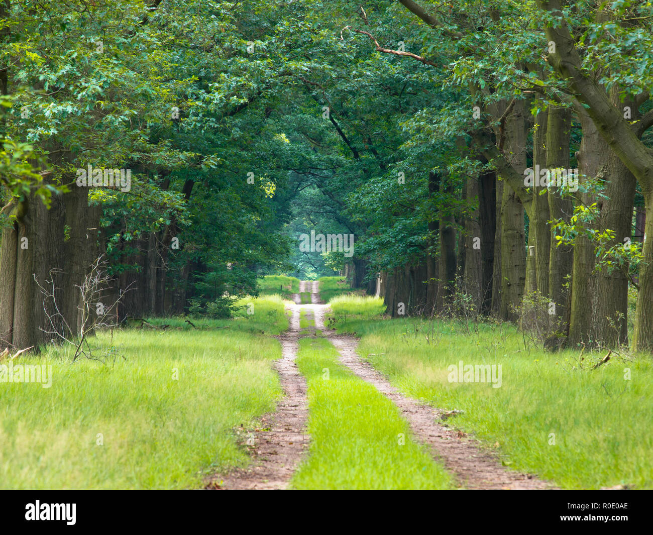 Long straight forest lane dissapearing on the horizon Stock Photo - Alamy