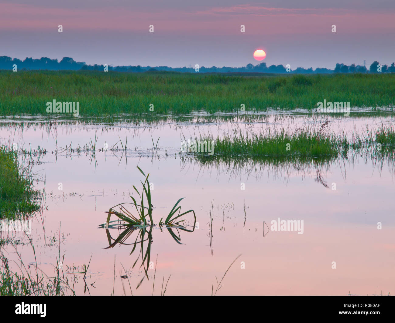 The sun is setting over a fresh water swamp Stock Photo - Alamy