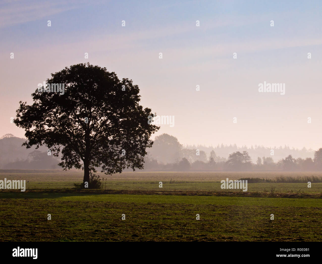 Lonely tree in agricultural field hi-res stock photography and images ...