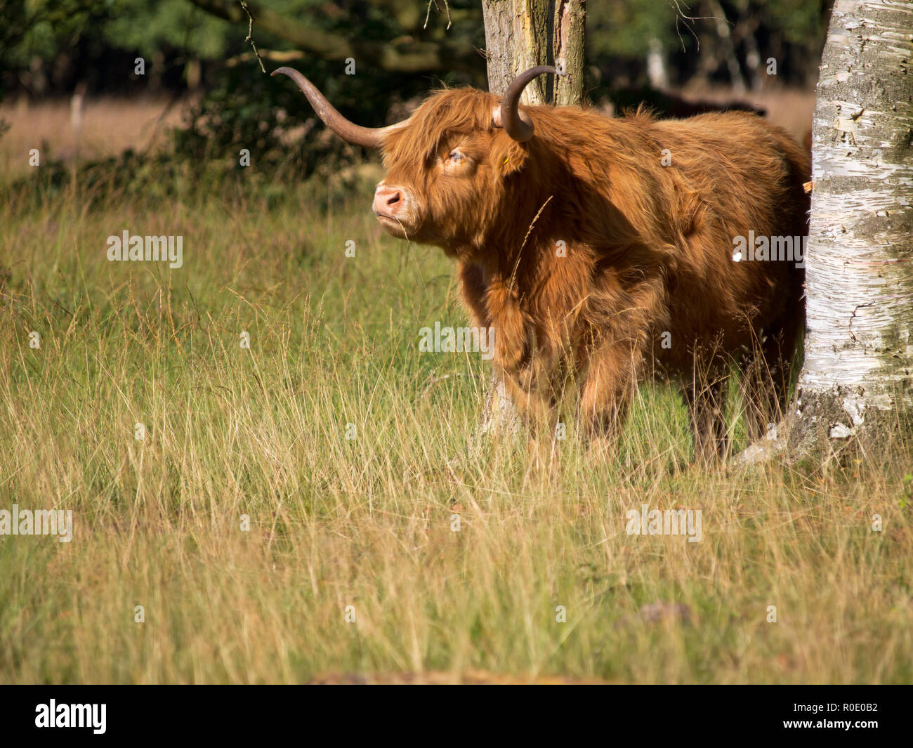 Highland cattle emerging from the forest Stock Photo - Alamy