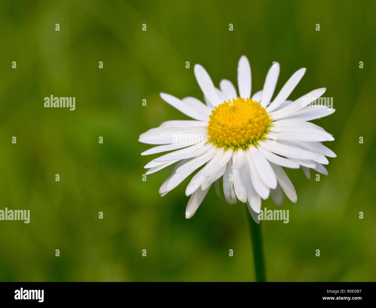 Beautiful daisy flower in the field with green background Stock Photo ...