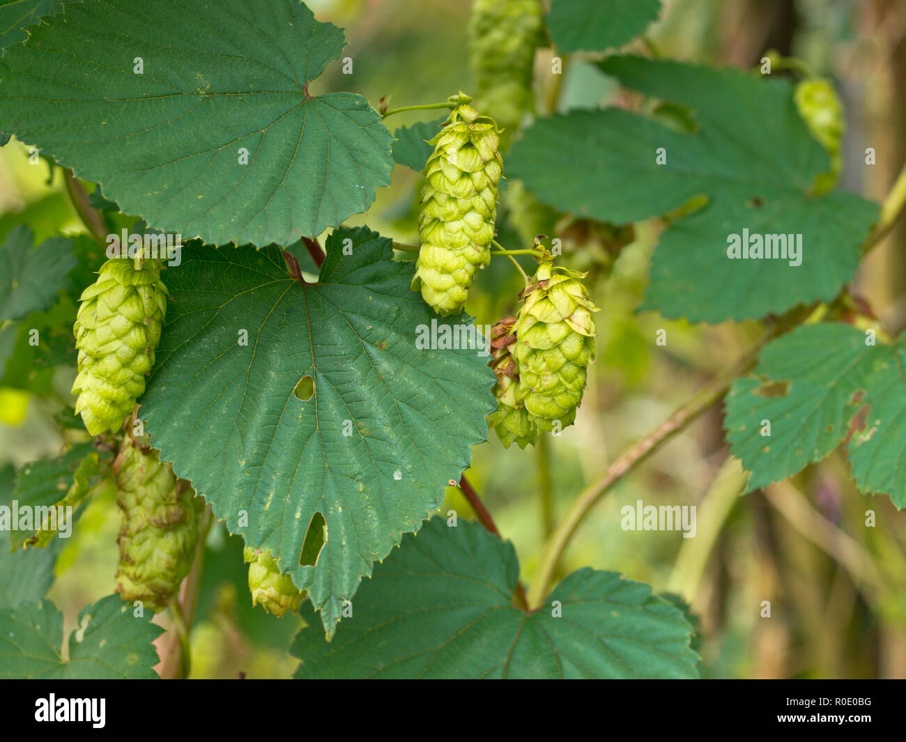 Common hop detail close up Stock Photo - Alamy