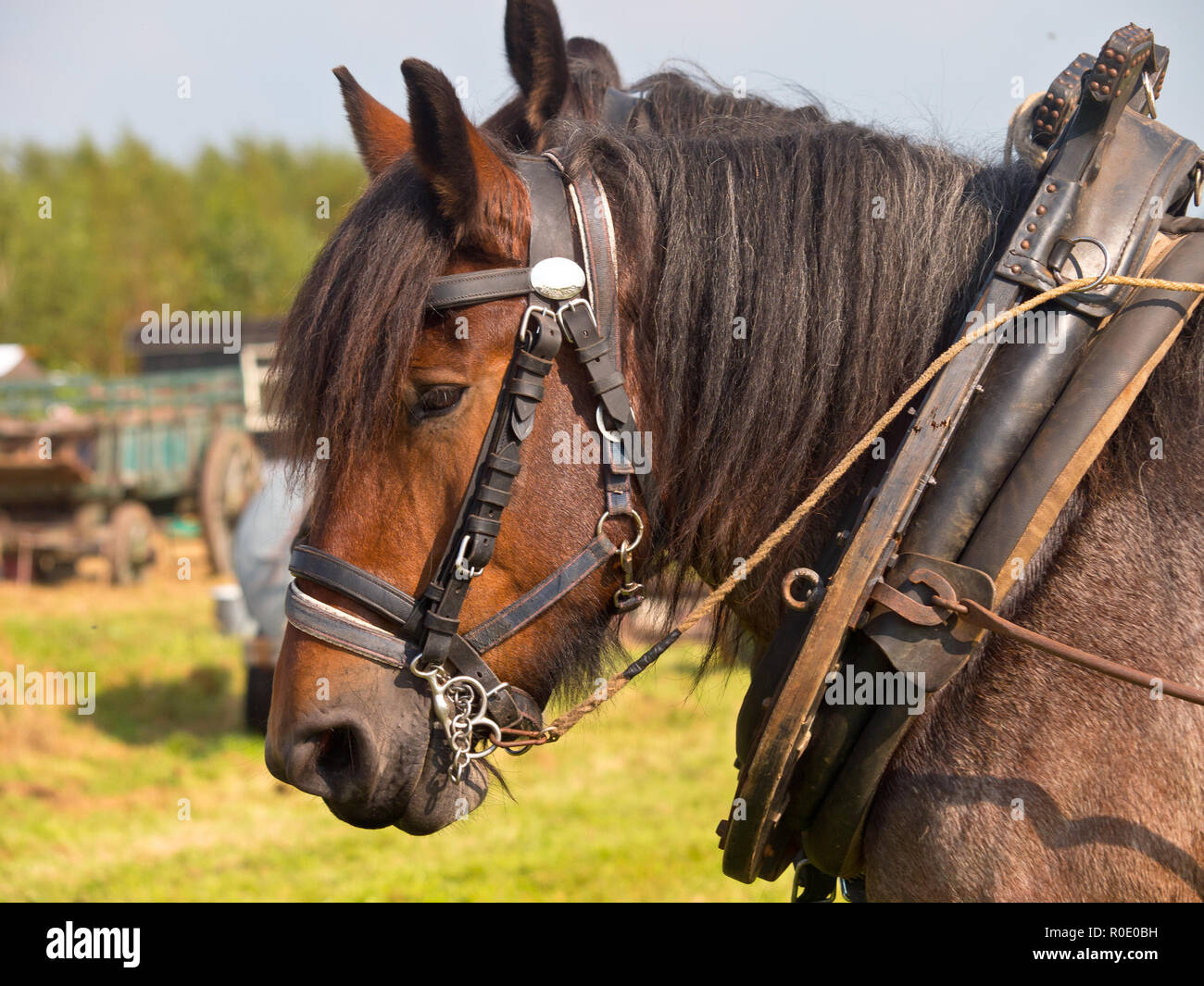 Pulling heavy wagon hi-res stock photography and images - Alamy