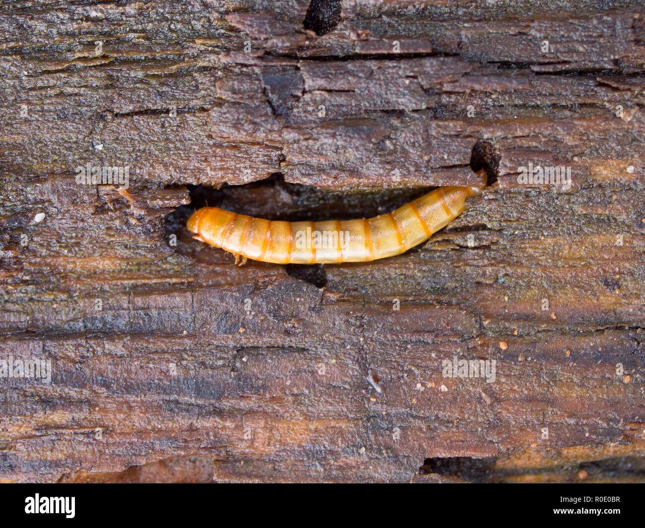 Mealworm close up hi-res stock photography and images - Alamy