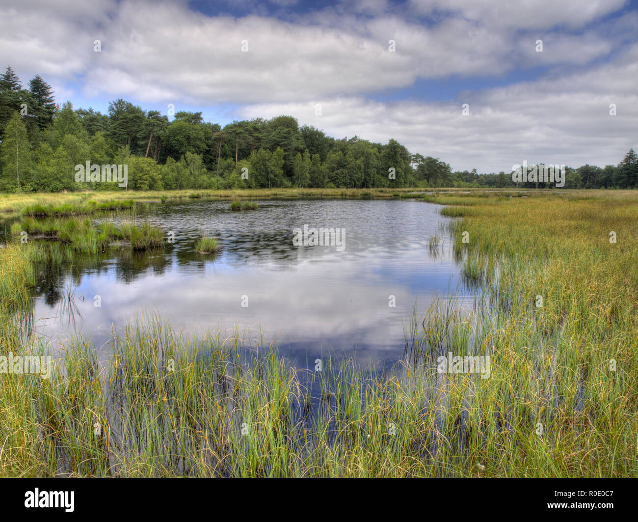 natural marsh in HDR Stock Photo - Alamy