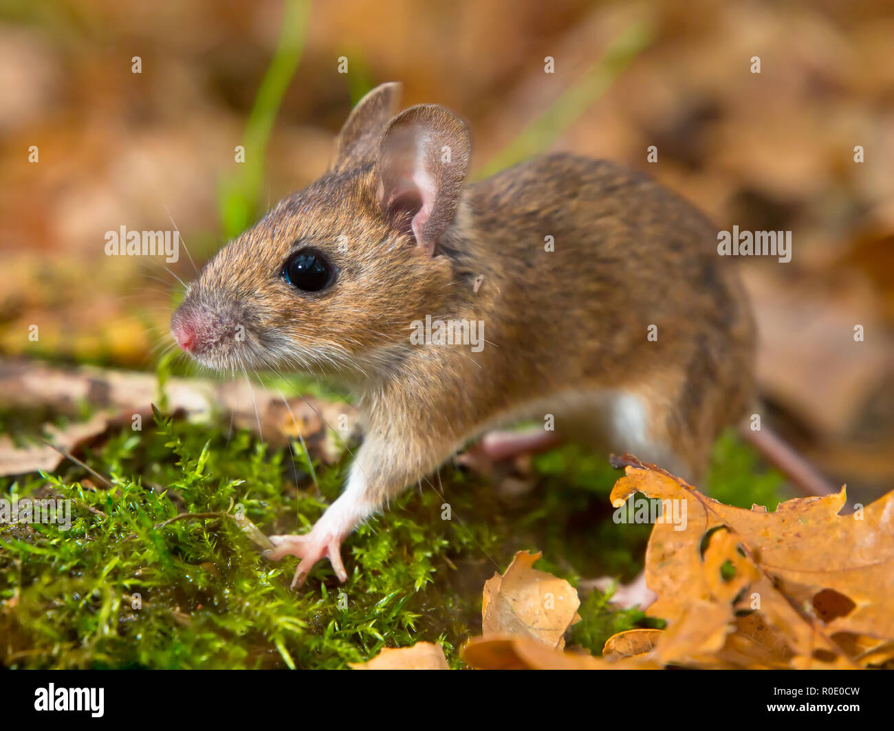yellow necked mouse walking on forest floor Stock Photo - Alamy