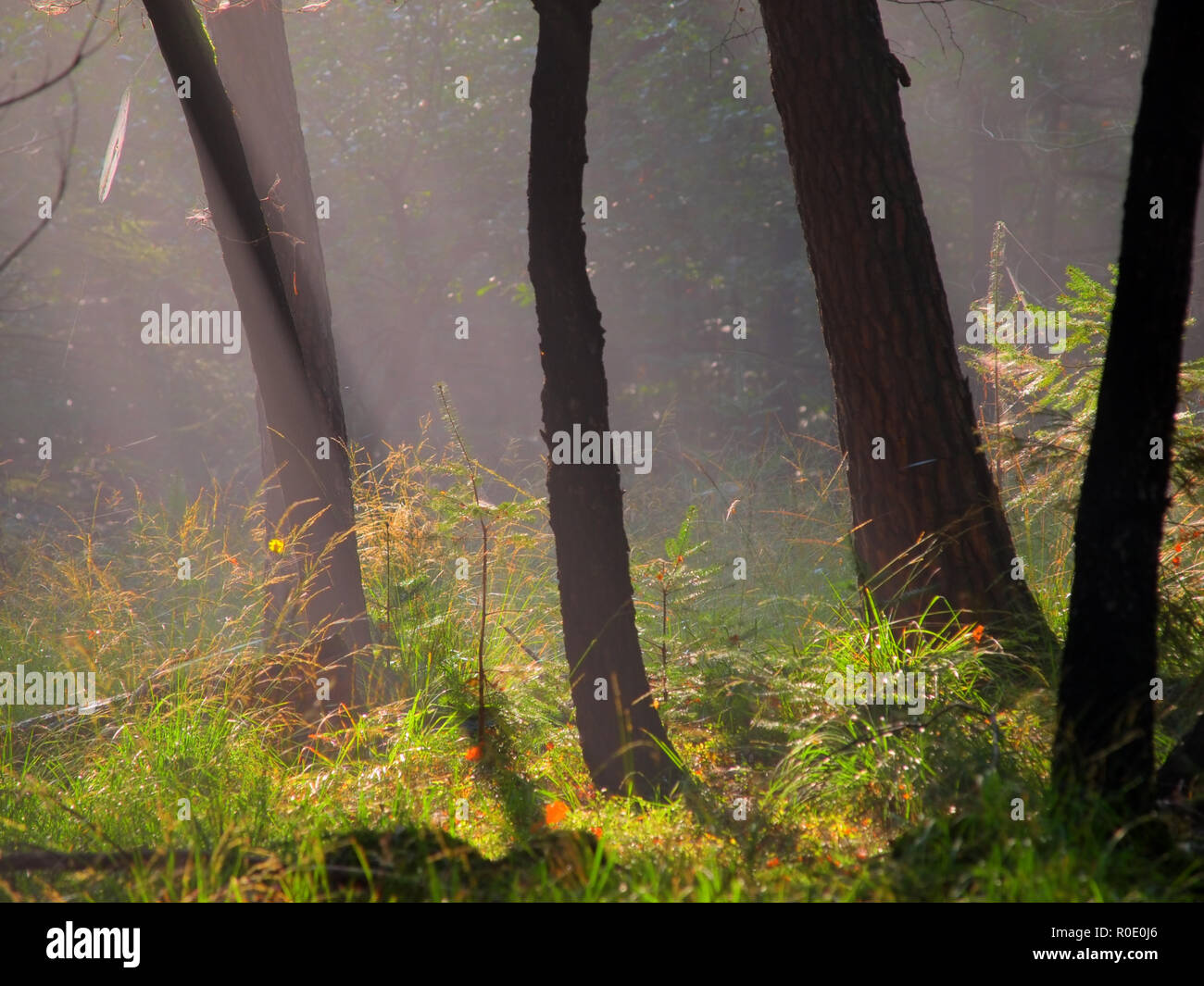 Stems of trees in early morning hazy light Stock Photo - Alamy