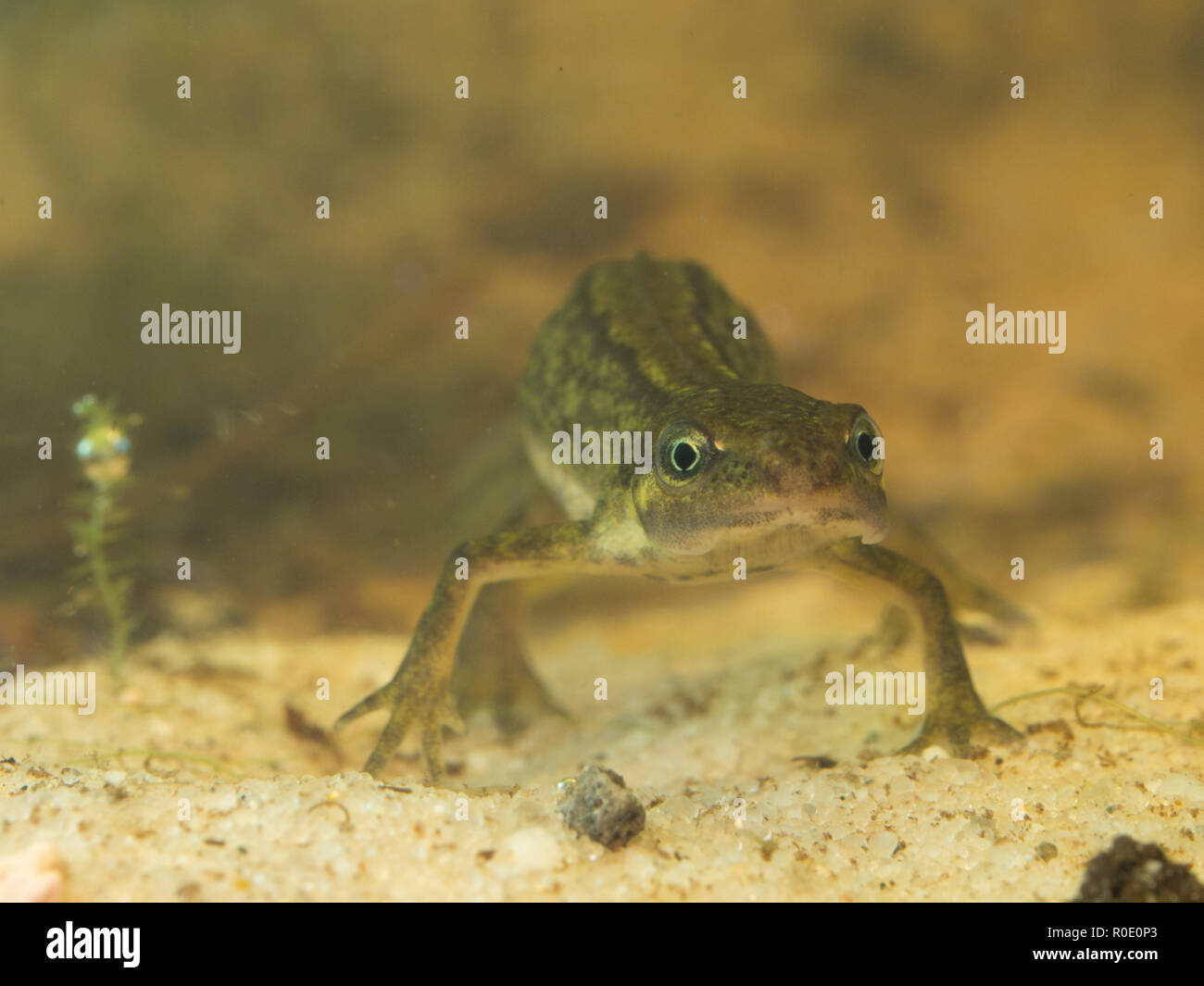 newt submersed in water Stock Photo - Alamy