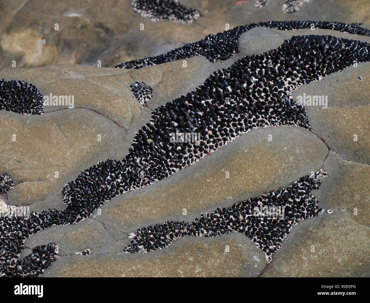 mussel colony in a tidal pool Stock Photo - Alamy