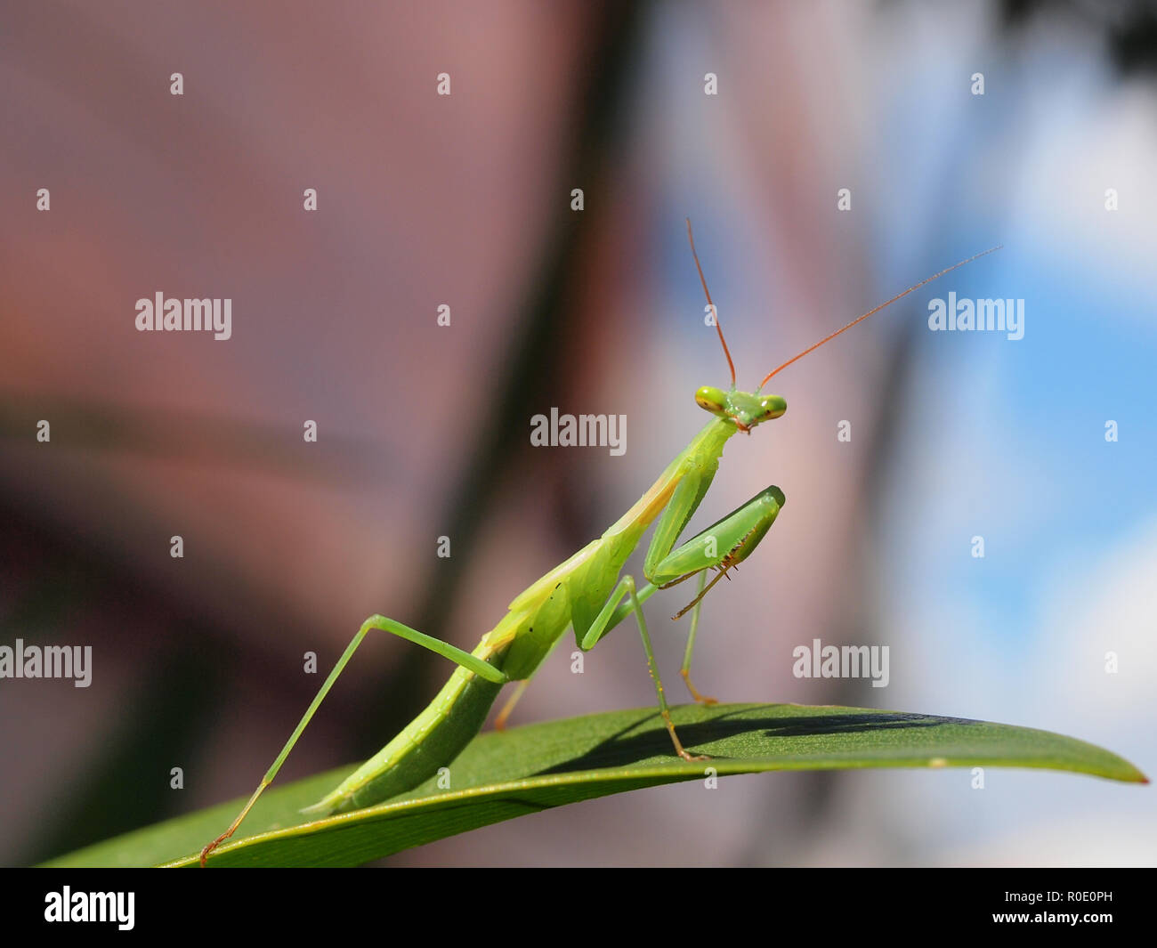 praying mantis looking in the camera Stock Photo - Alamy