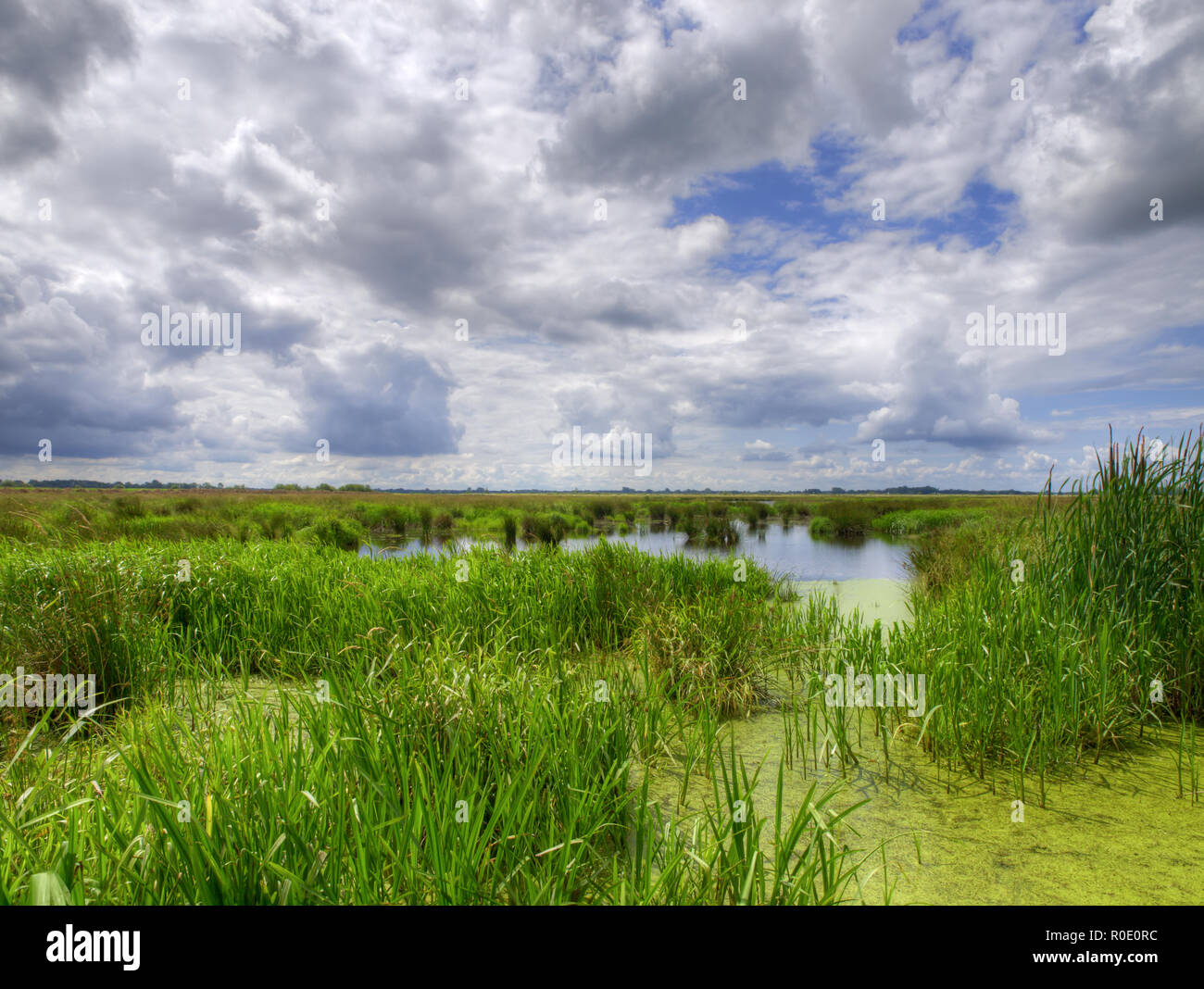 summer afternoon in dutch swamp nature reserve Stock Photo - Alamy