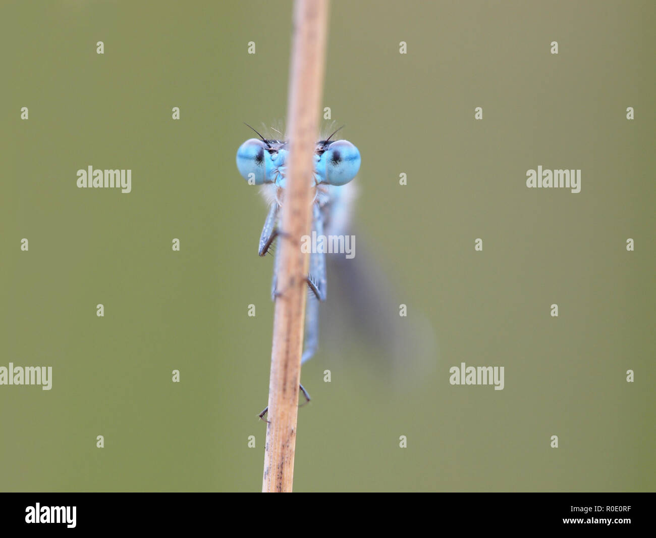 Dragonfly front view hi-res stock photography and images - Alamy