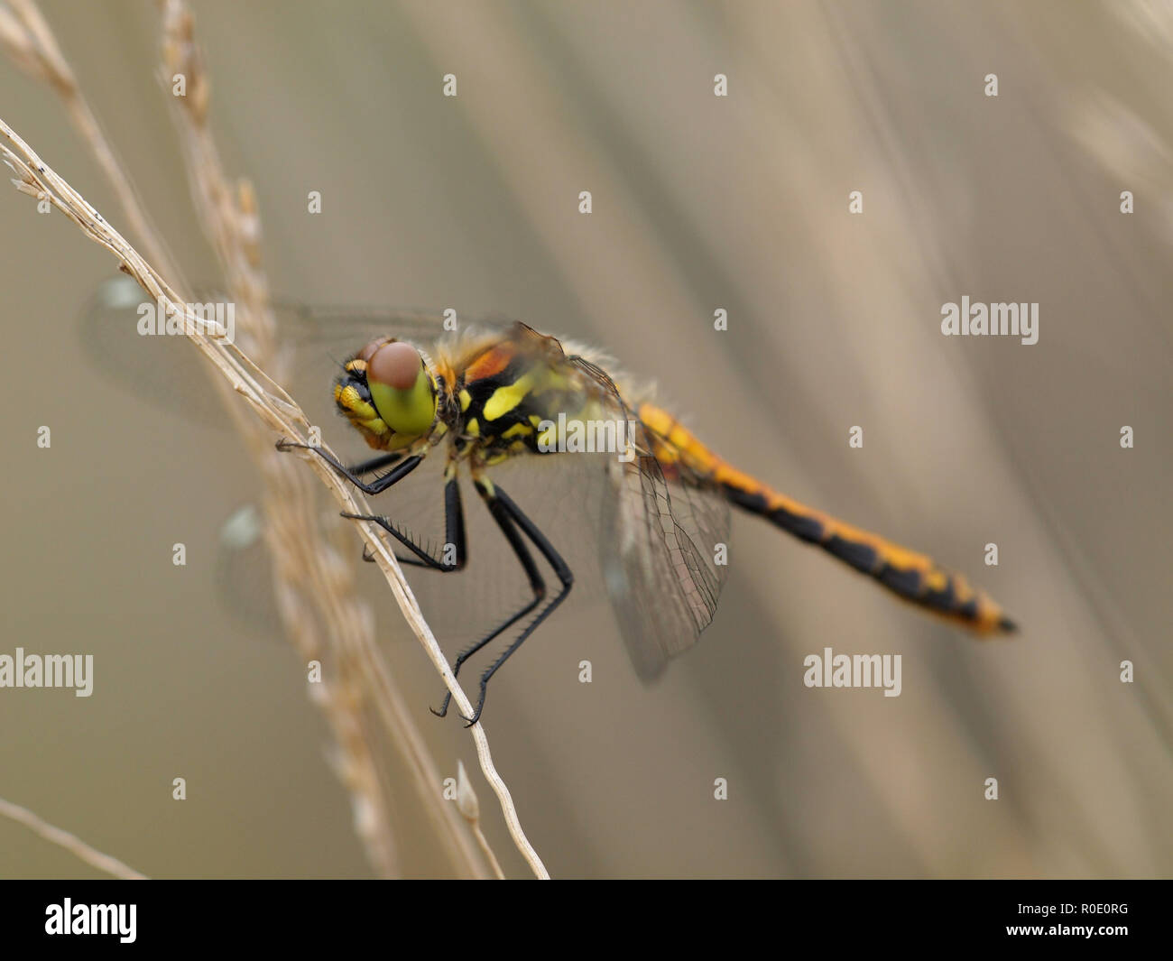 Helicopter insects hi-res stock photography and images - Alamy