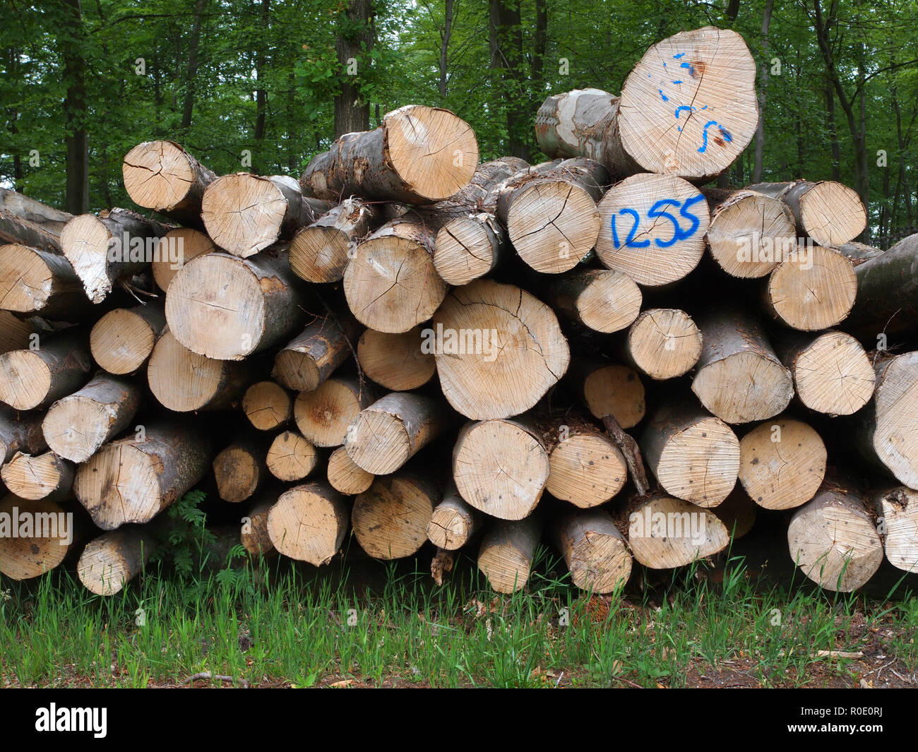 newly felled timber on the side of the road Stock Photo - Alamy