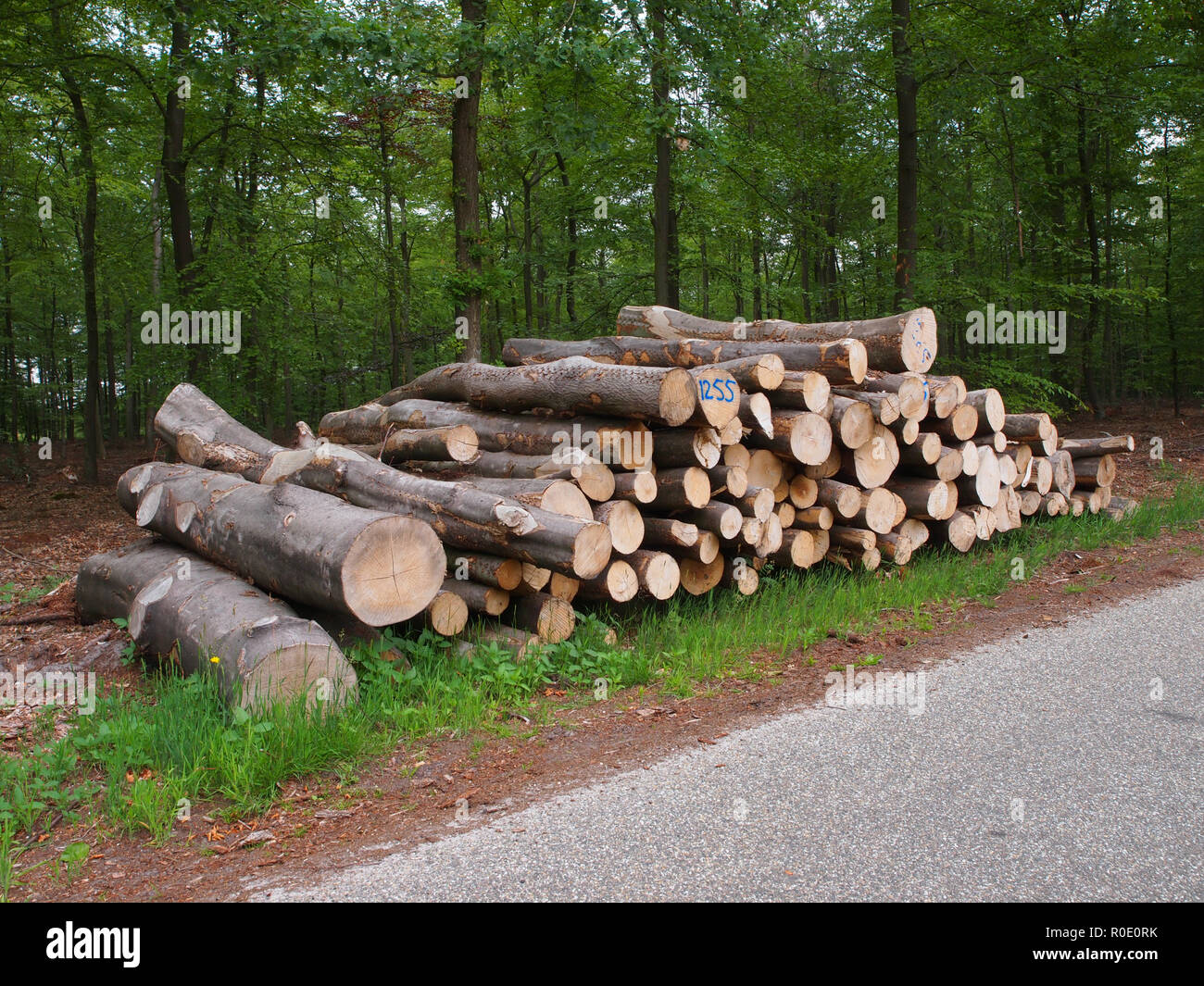 Felled trees stacked for timber hi-res stock photography and images - Alamy