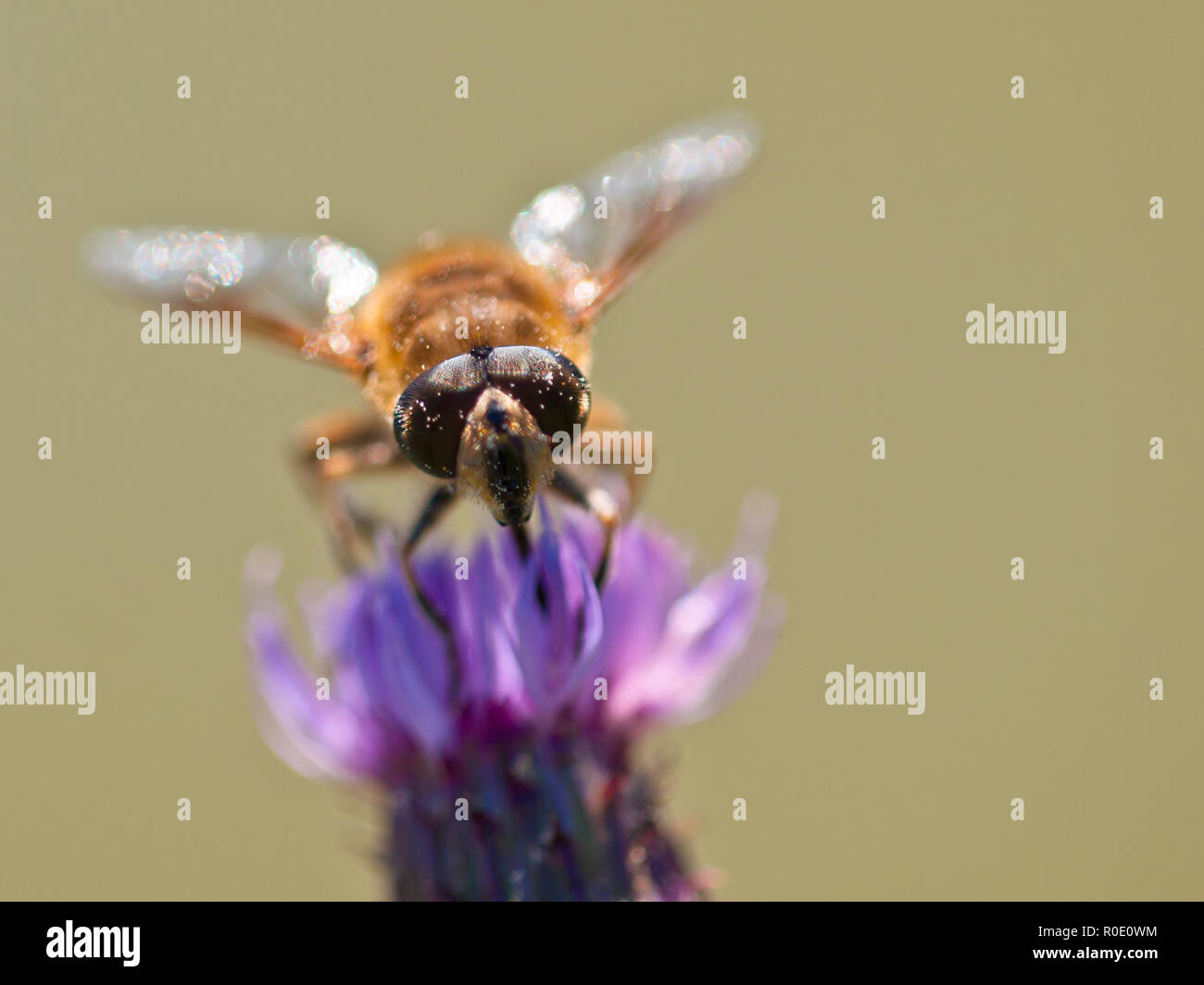 Hoover fly hi-res stock photography and images - Alamy