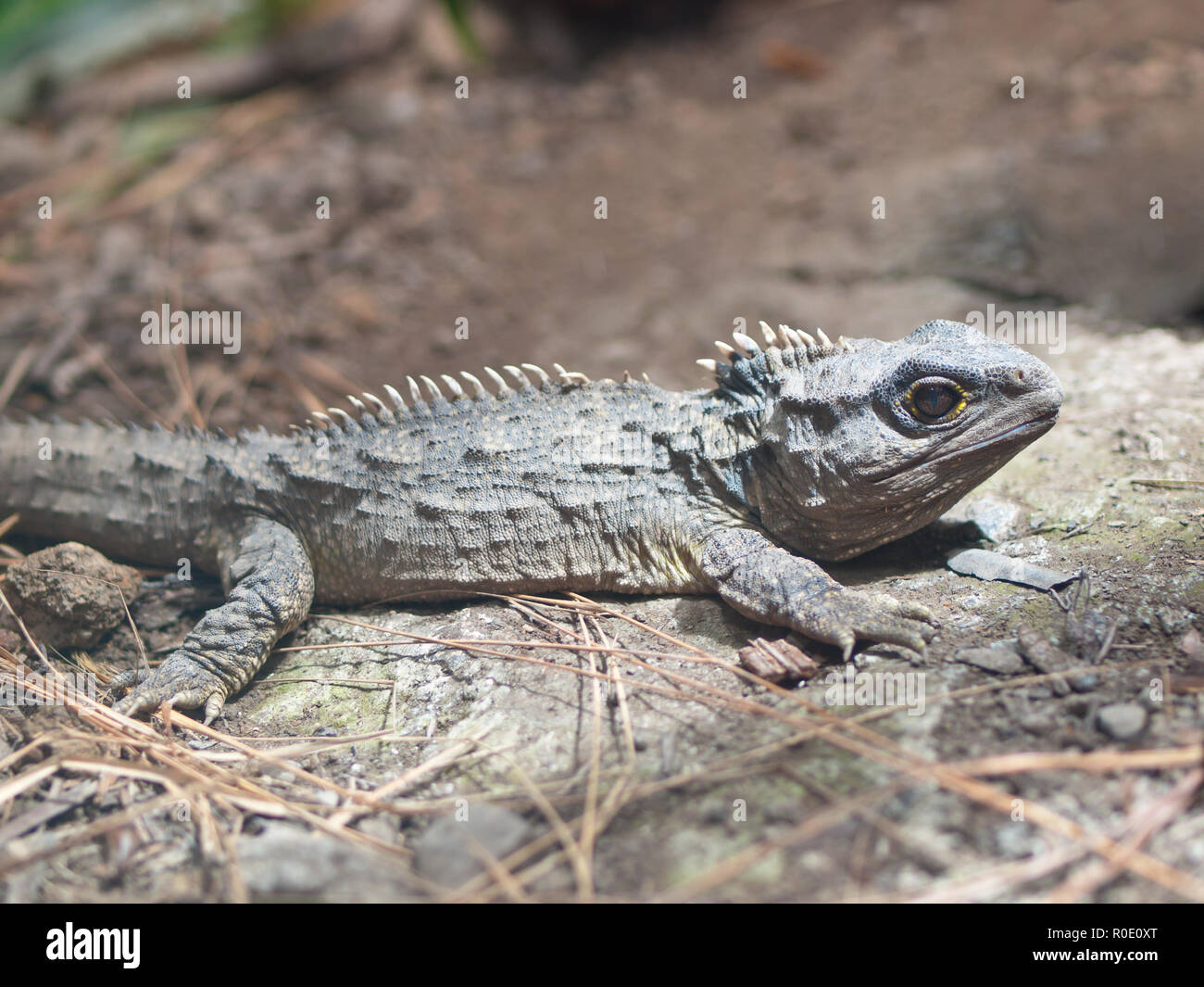 The Tuatara is endemic to New Zealand Stock Photo - Alamy