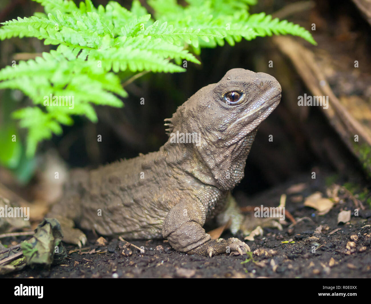 Tuatara, a native reptile in new zealand, has long ago gone extinct in ...