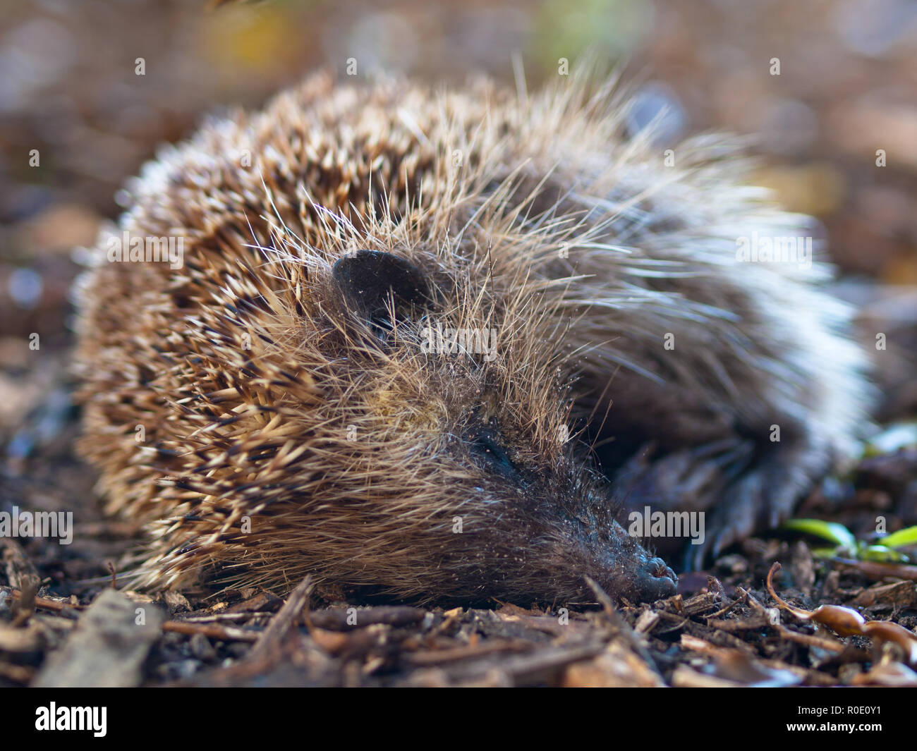Sleeping hedgehog hi-res stock photography and images - Alamy