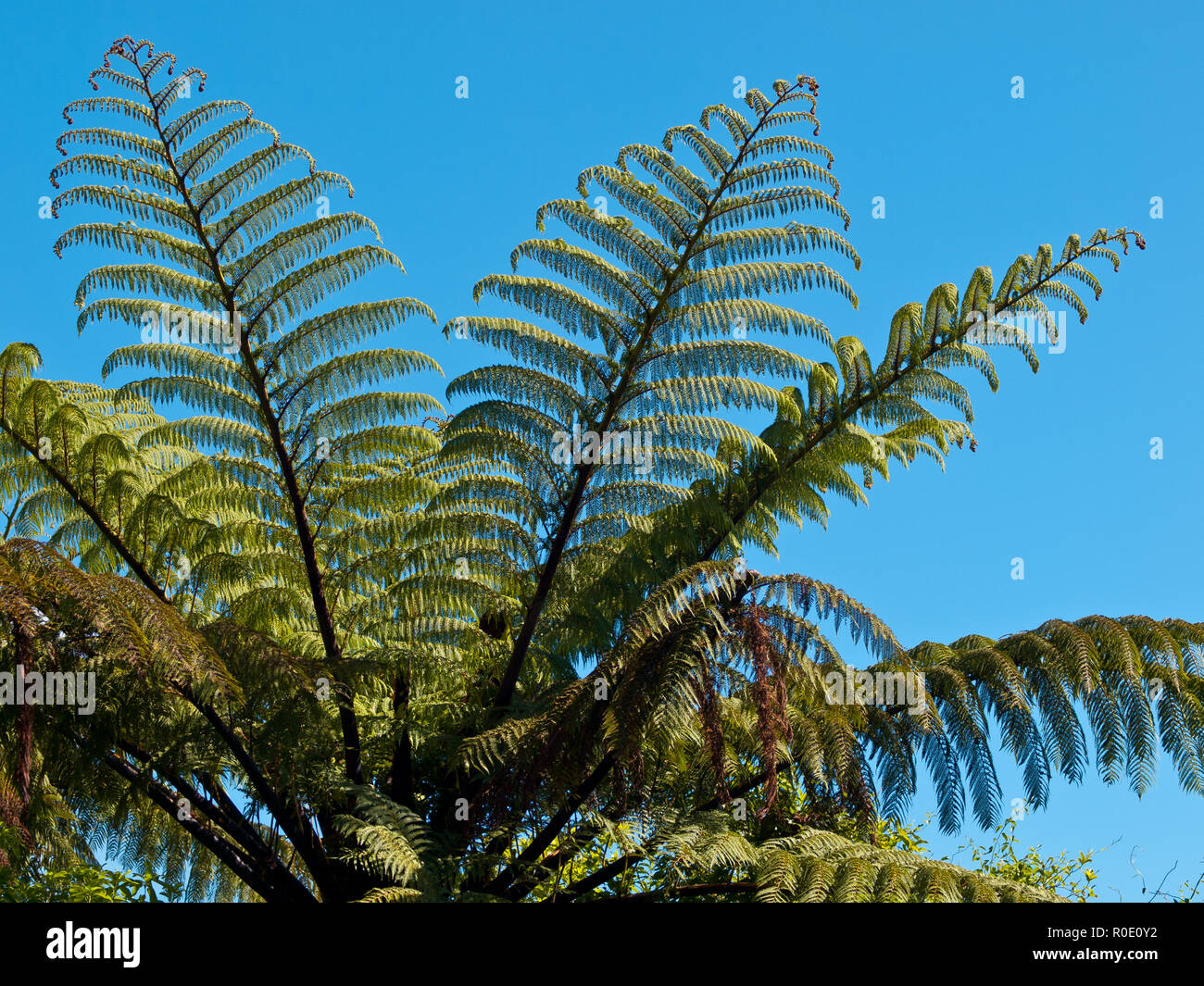 Detail of a tree fern, one of the symbols of new zealand Stock Photo ...