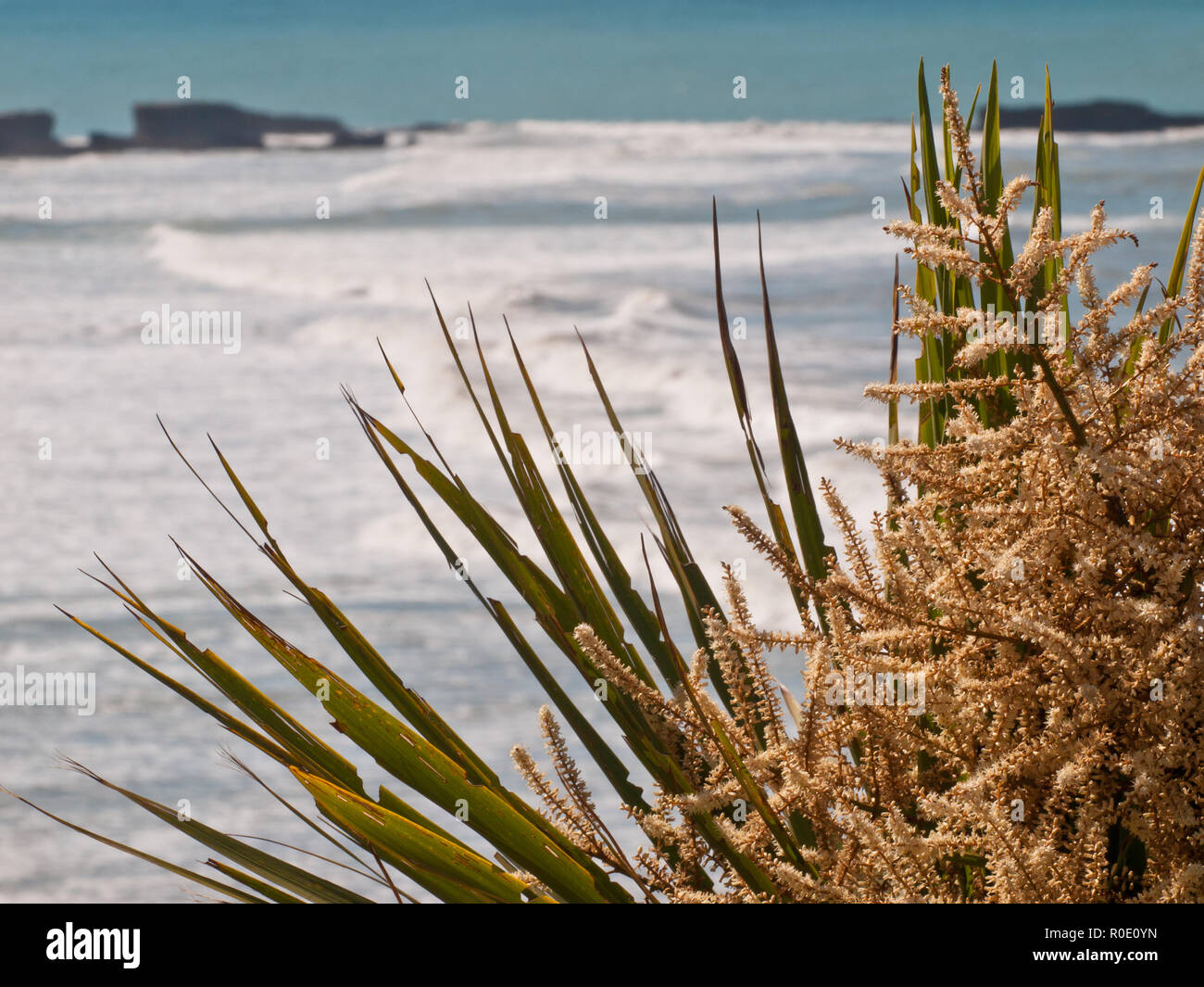 Cabbage tree cordyline australis hi-res stock photography and images ...