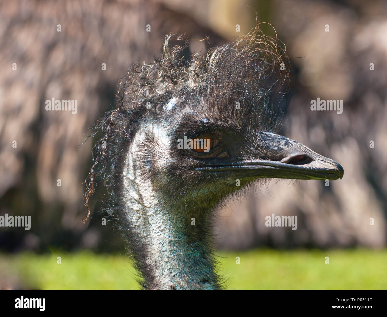 Portrait of an emu, the largest native bird in Australia Stock Photo ...