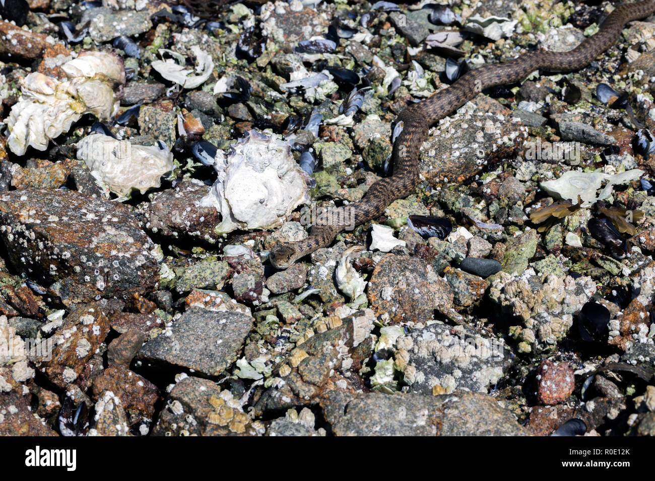 Snake shells hi-res stock photography and images - Alamy