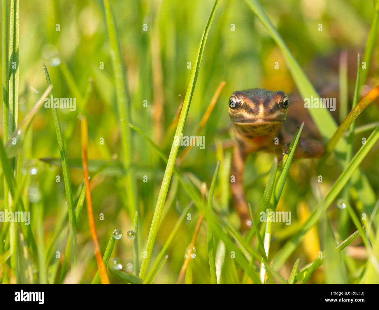Male newt (Lissotriton vulgaris) on route to breeding habitat in spring ...