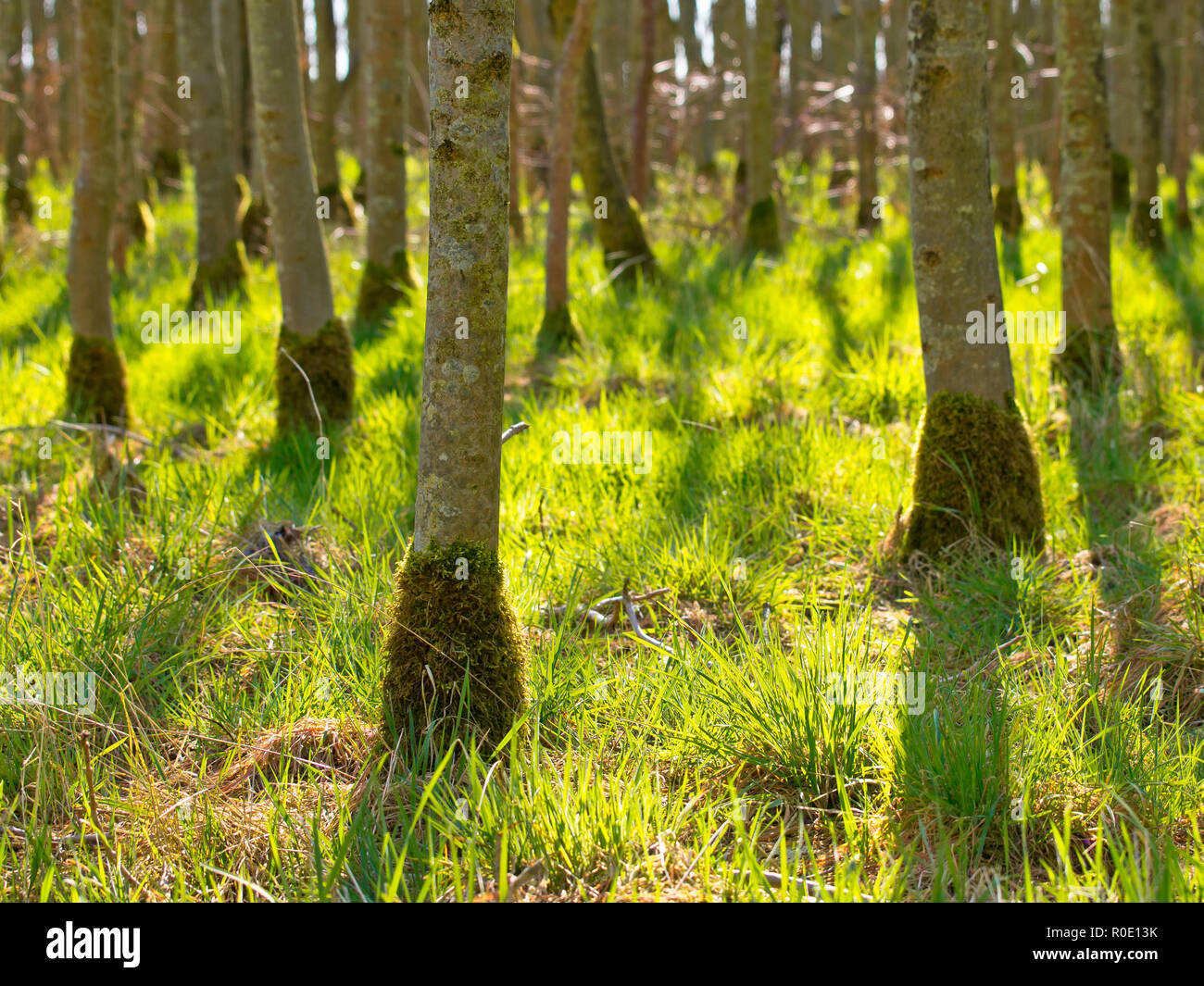 Fresh green forest floor in spring Stock Photo - Alamy