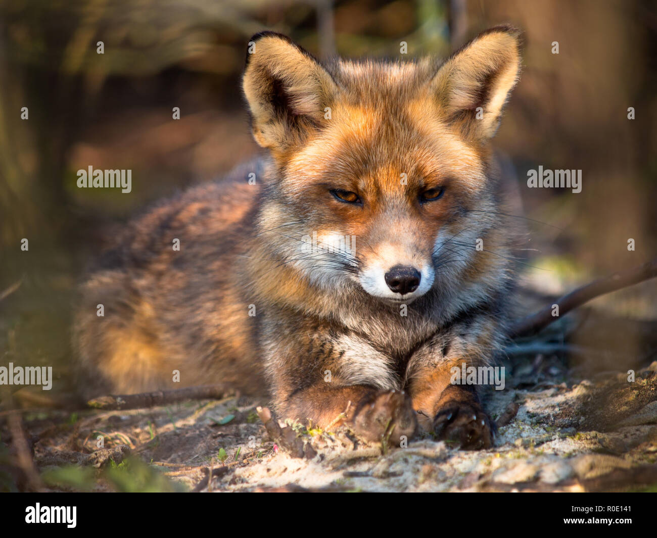 Red fox lying hi-res stock photography and images - Alamy