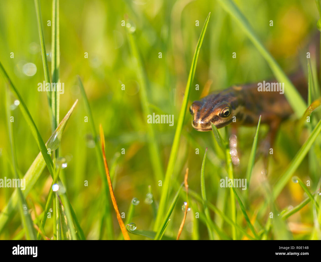 Male newt (Lissotriton vulgaris) on route to breeding habitat in spring ...