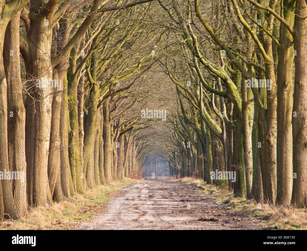 Spring early tree hi-res stock photography and images - Alamy